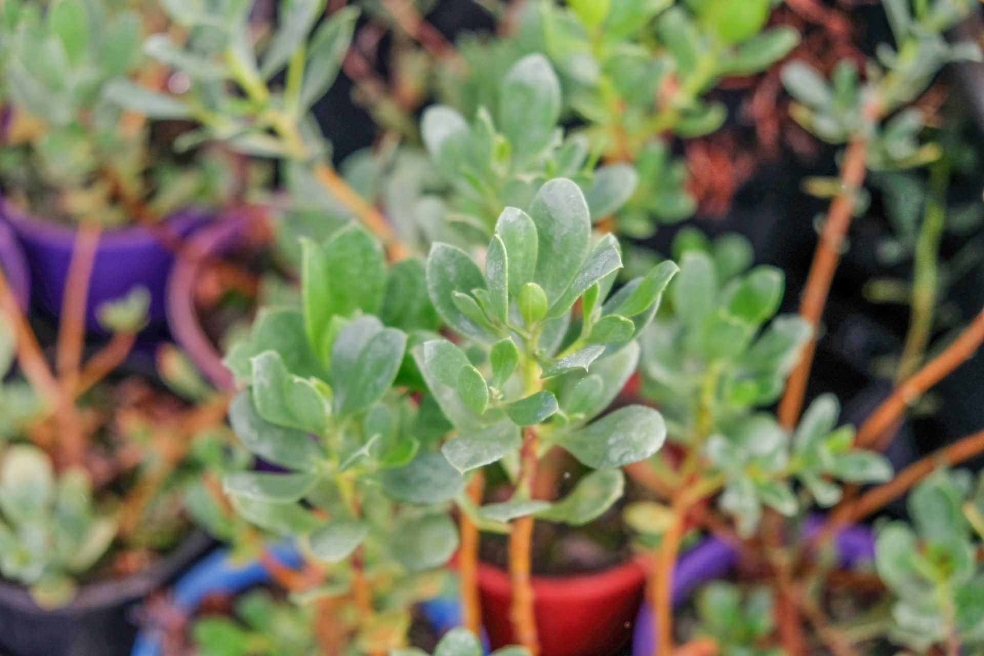 Revegetation Plant Production - Natural Area Nursery