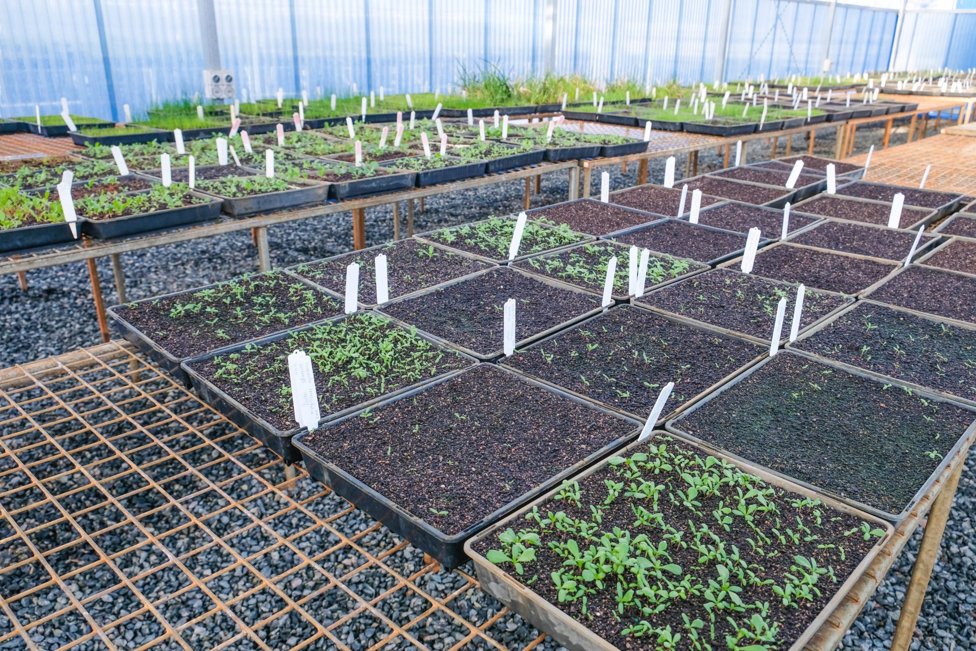 Germination Trials - Natural Area Nursery